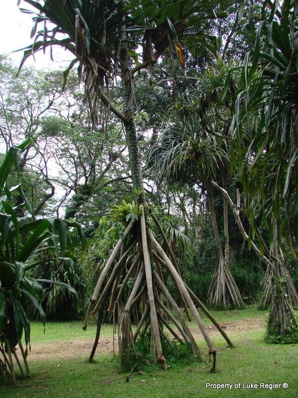 Jakarta News : Bogor Botanical Garden Kebun Raya