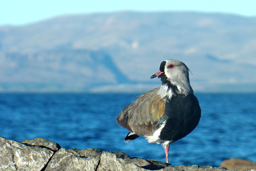 Aves de Bariloche: Tero Tero (Vanellus chilensis)