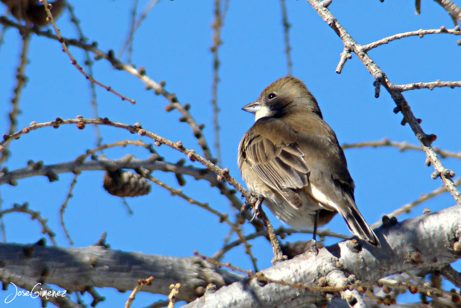 Observando aves en Bariloche y sus alrededores: La Diuca (Diuca diuca)