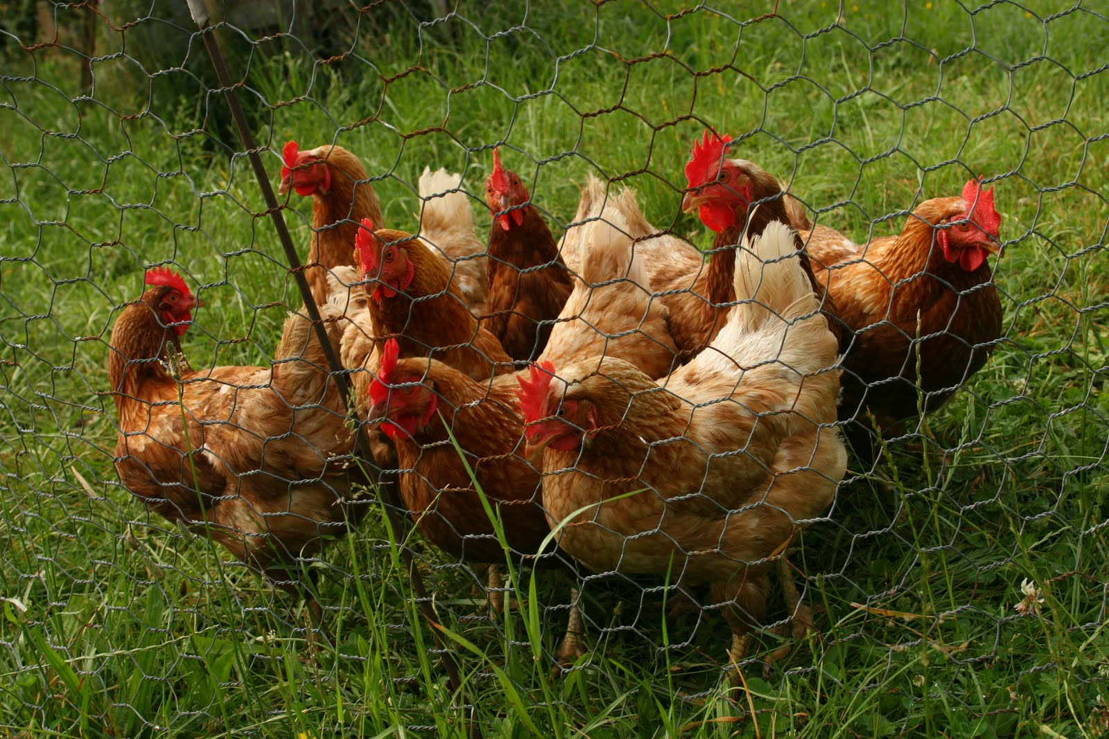 Earthstead Villas: The chooks, Poor Mark, Friday night dinners and ...