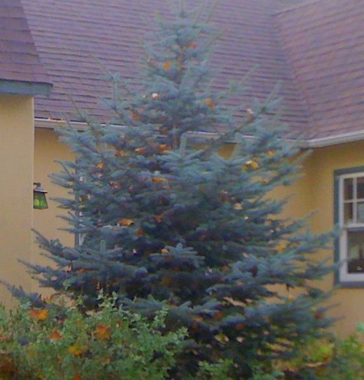 Geno's Garden Design & Coaching | : Colorado Blue Spruce, a Sacramento ...