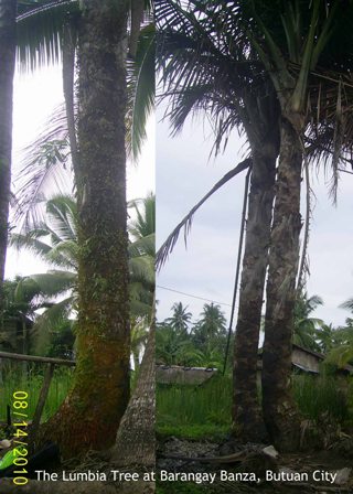 Palagsing: Butuanon Delicacy: Methodology