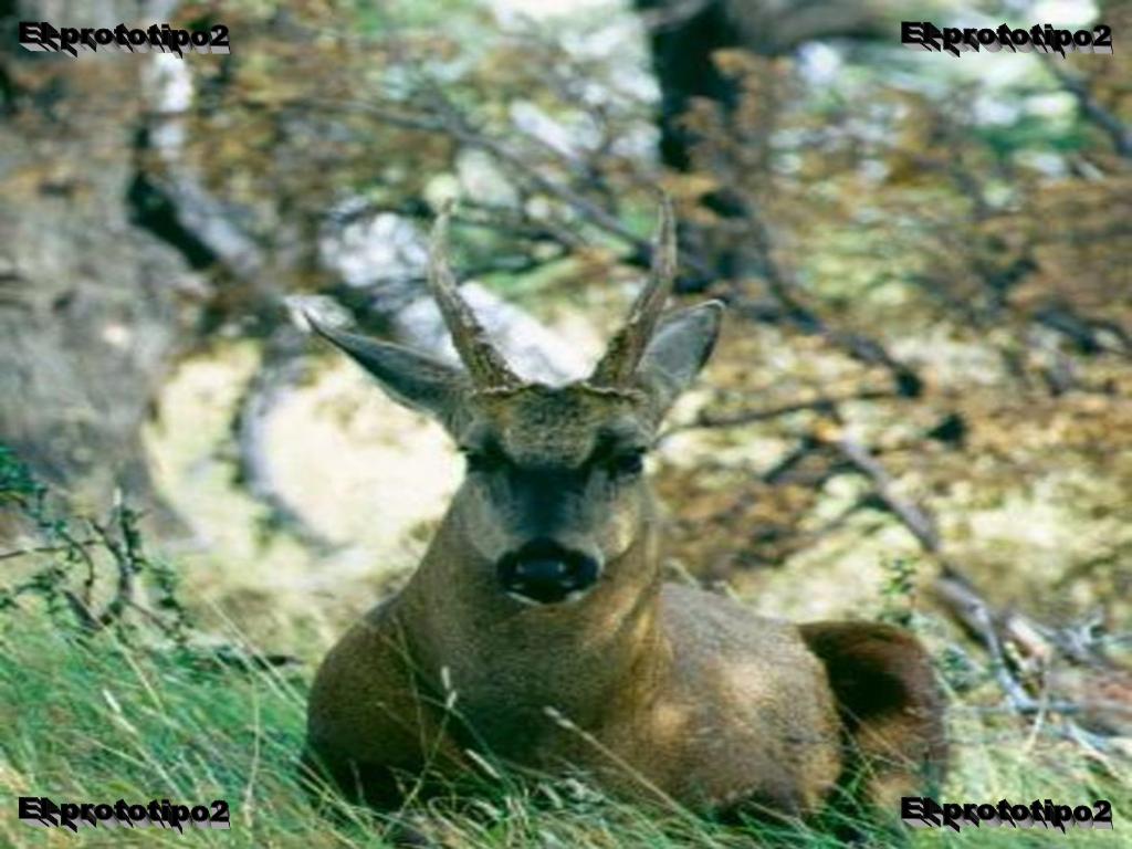 El-Prototipo2: Chile,el ciervo es la figura nacional del parque nacional