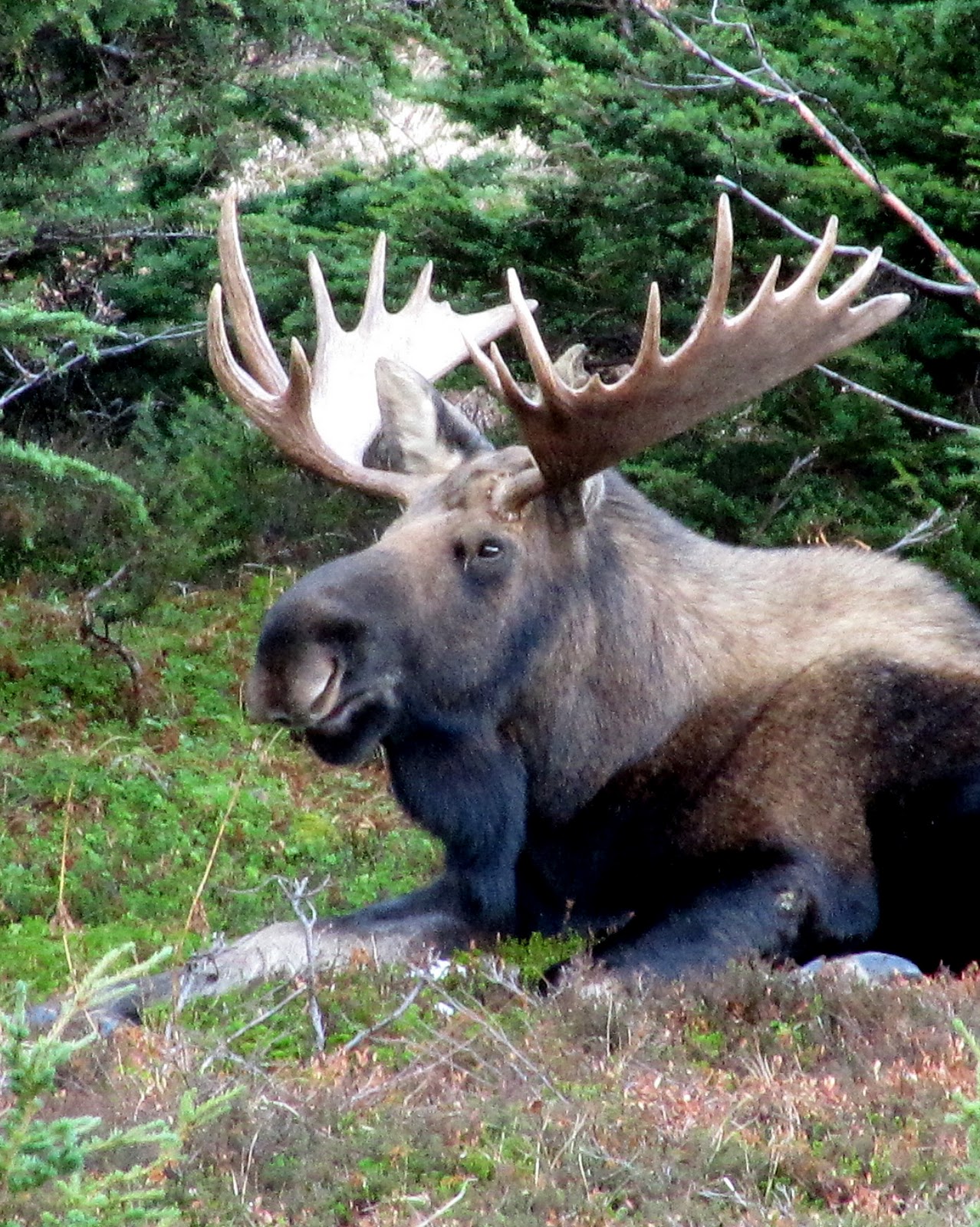 Alaskab4udie: Fall Riding, Moose, Ice, Rainbows and a little Bromance