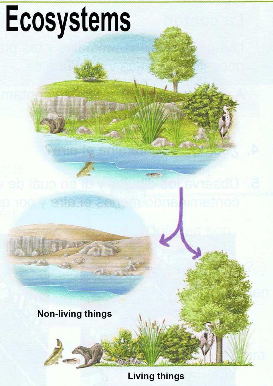 BILINGUAL RESOURCES (Images and Pictures): SCIENCE IMAGE - Ecosystems