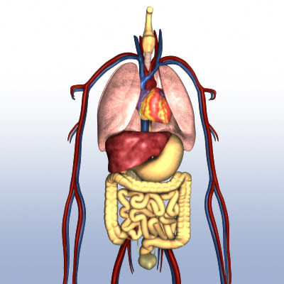 SCIENCE WEBQUEST: PROJECT 16 - The Human Organs