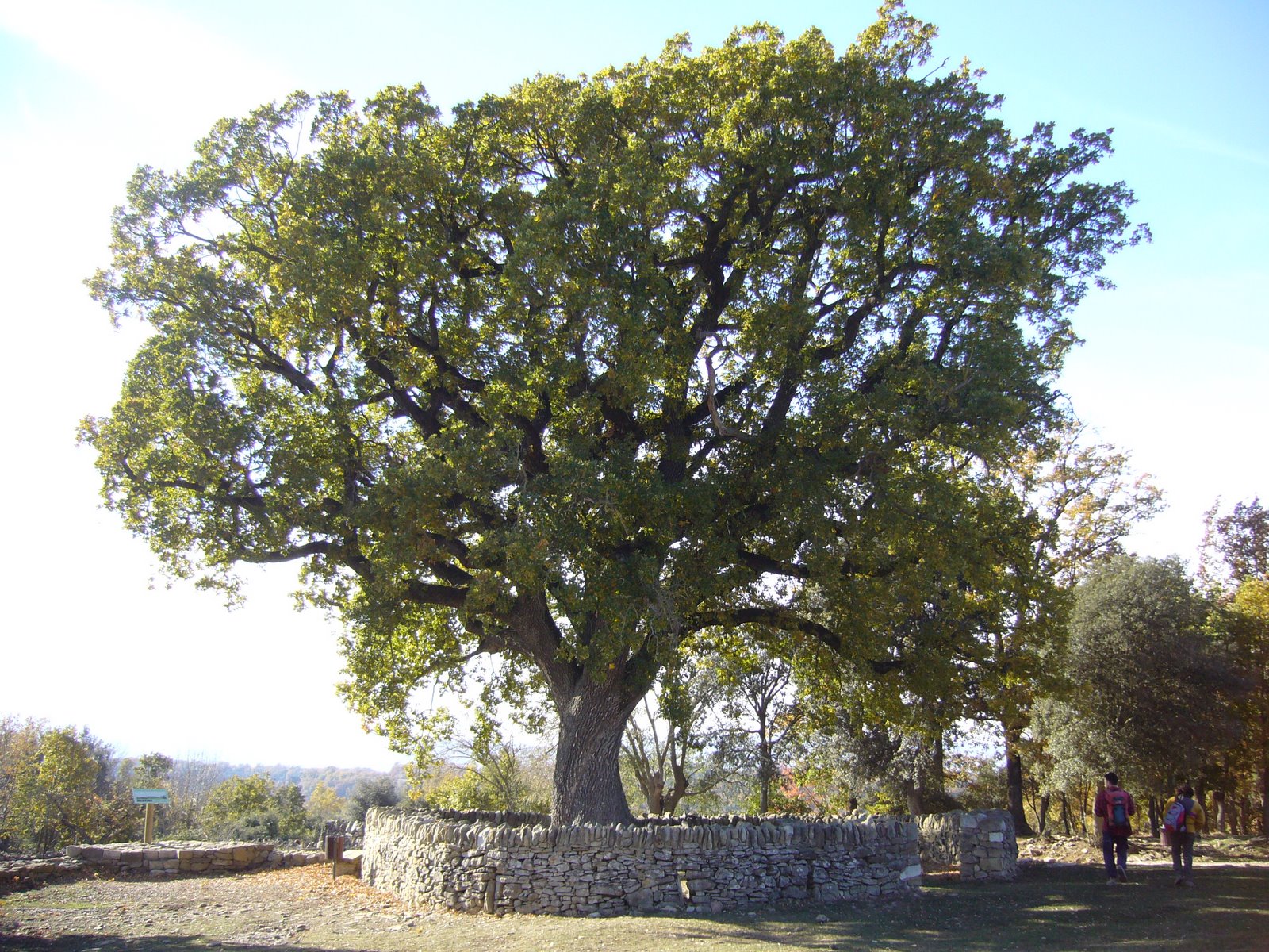 La balada del vell roure
