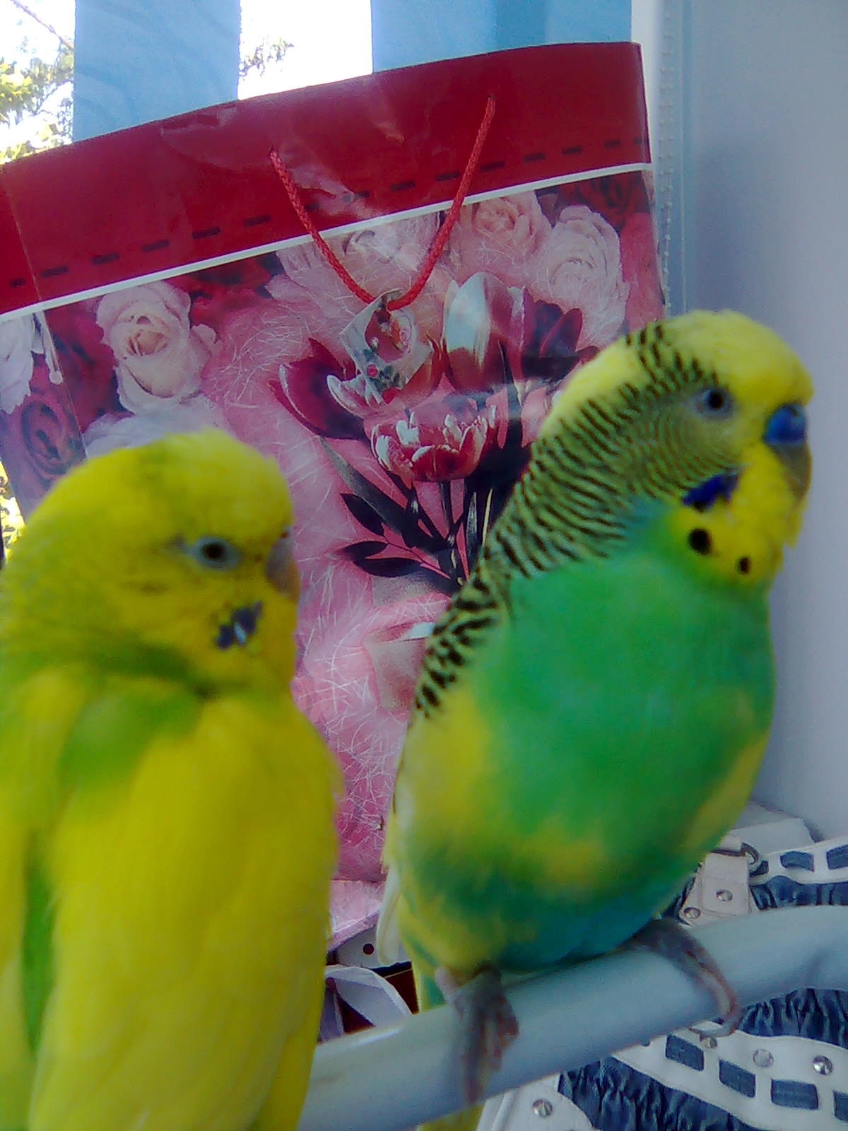 curiozitati despre animale: Perusii cei mai intalniti papagali de companie