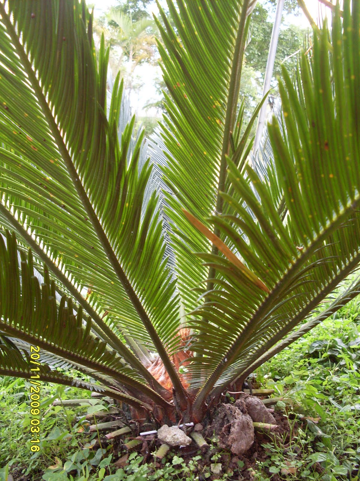 PALMERA