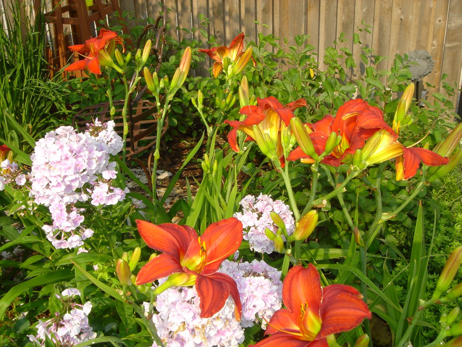 Gatsbys Gardens: Everblooming Daylillies