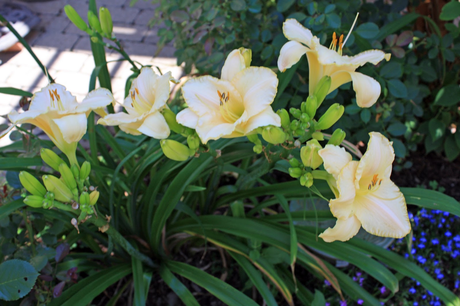 Gatsbys Gardens: Everblooming Daylillies