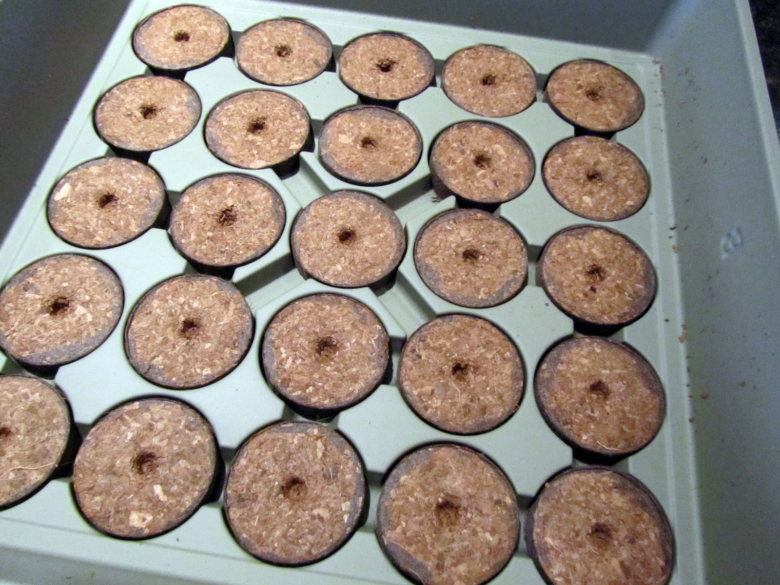 Gatsbys Gardens: The Boxes Have Arrived