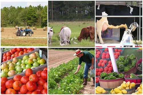 Roger Joey Portfolio (TLE): AGRICULTURAL ARTS ( TLE 20)