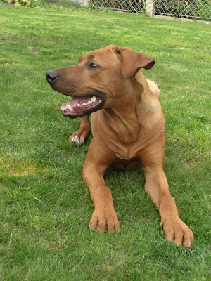 Eshetu - a young Rhodesian Ridgeback: 6 months old