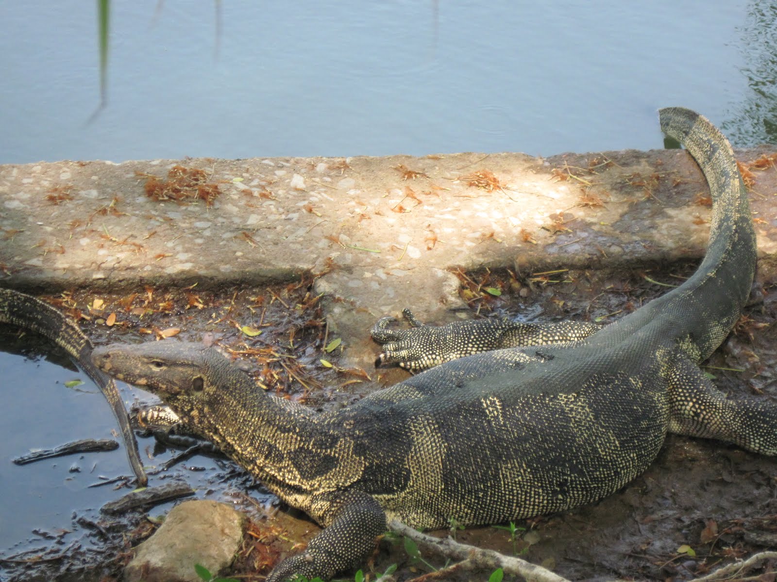 The Soul of a Lion: Giant Lizards in Downtown Bangkok