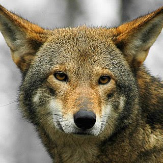 Wild Animals: first anima