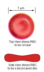 Human Physiology: Erythrocytes - Red blood cells