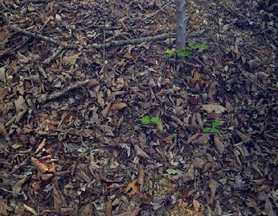The Weather Blog: Can you find the snake???