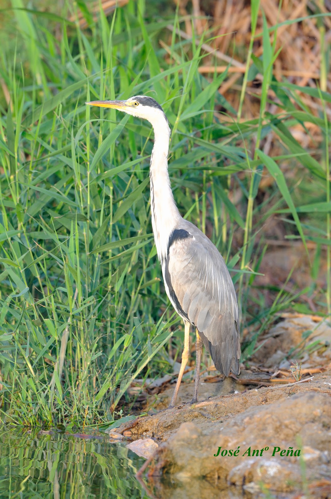 el blog del profe: noviembre 2010