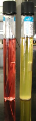 Microbiology / BIO304: Phenol Red Glucose - 10/30/08