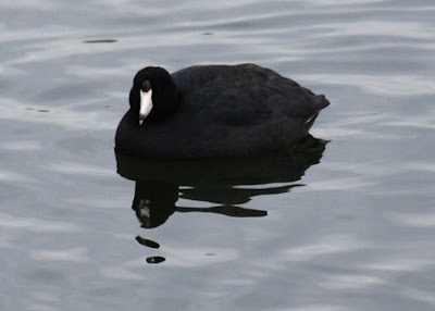 b13fotographica: Little, black-feathered, white-beaked, web-footed ...