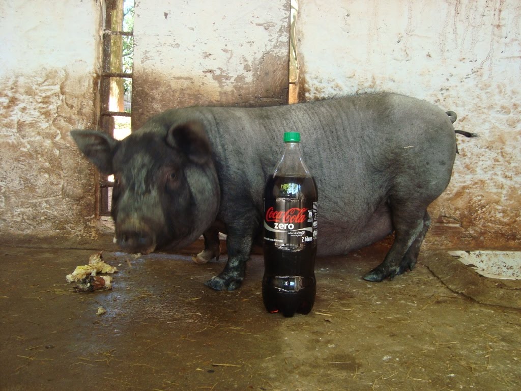 Mini porcos: Venda de mini porcos