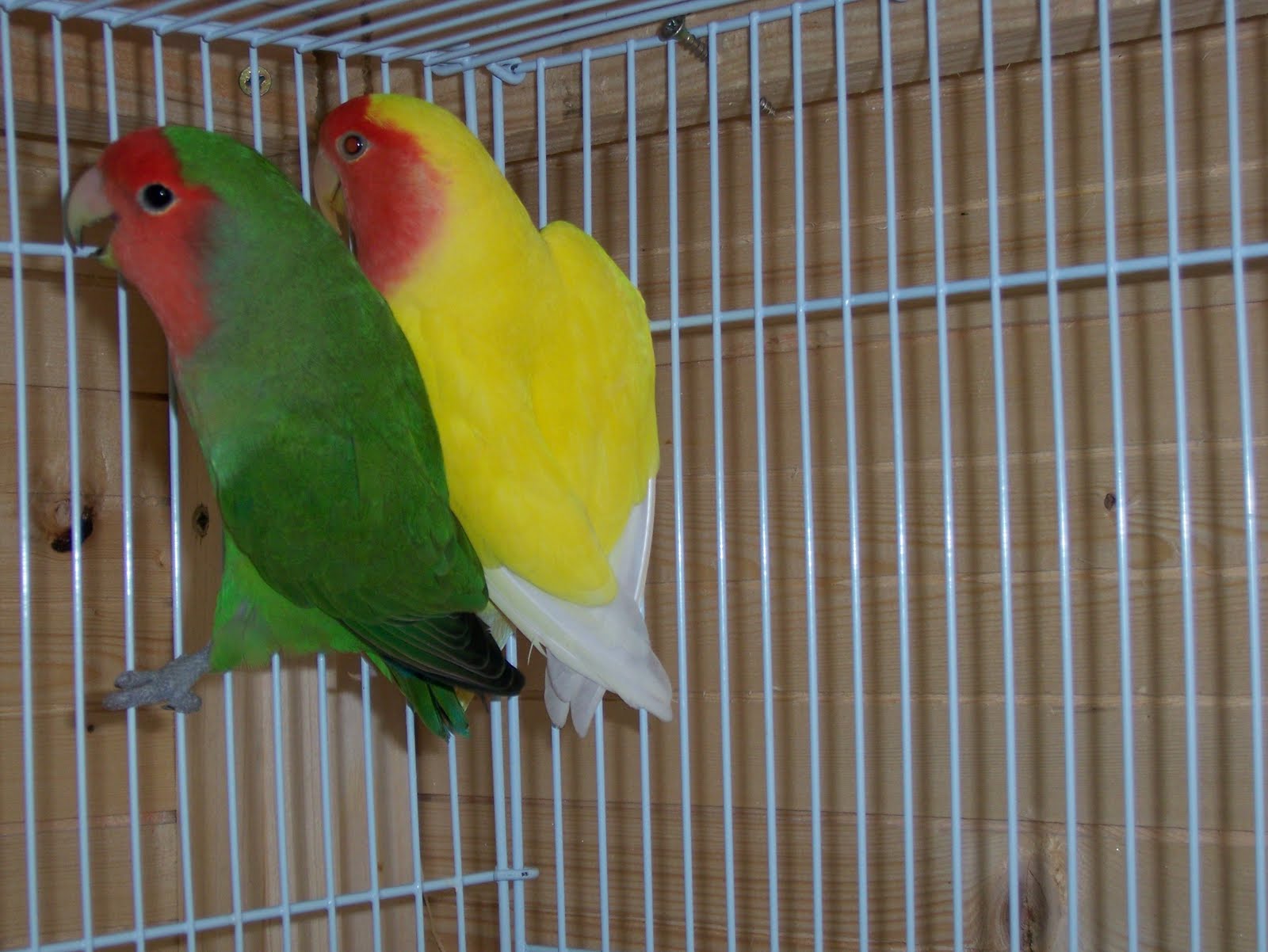 Paraiso dos Agapornis: Agapornis Roseicollis