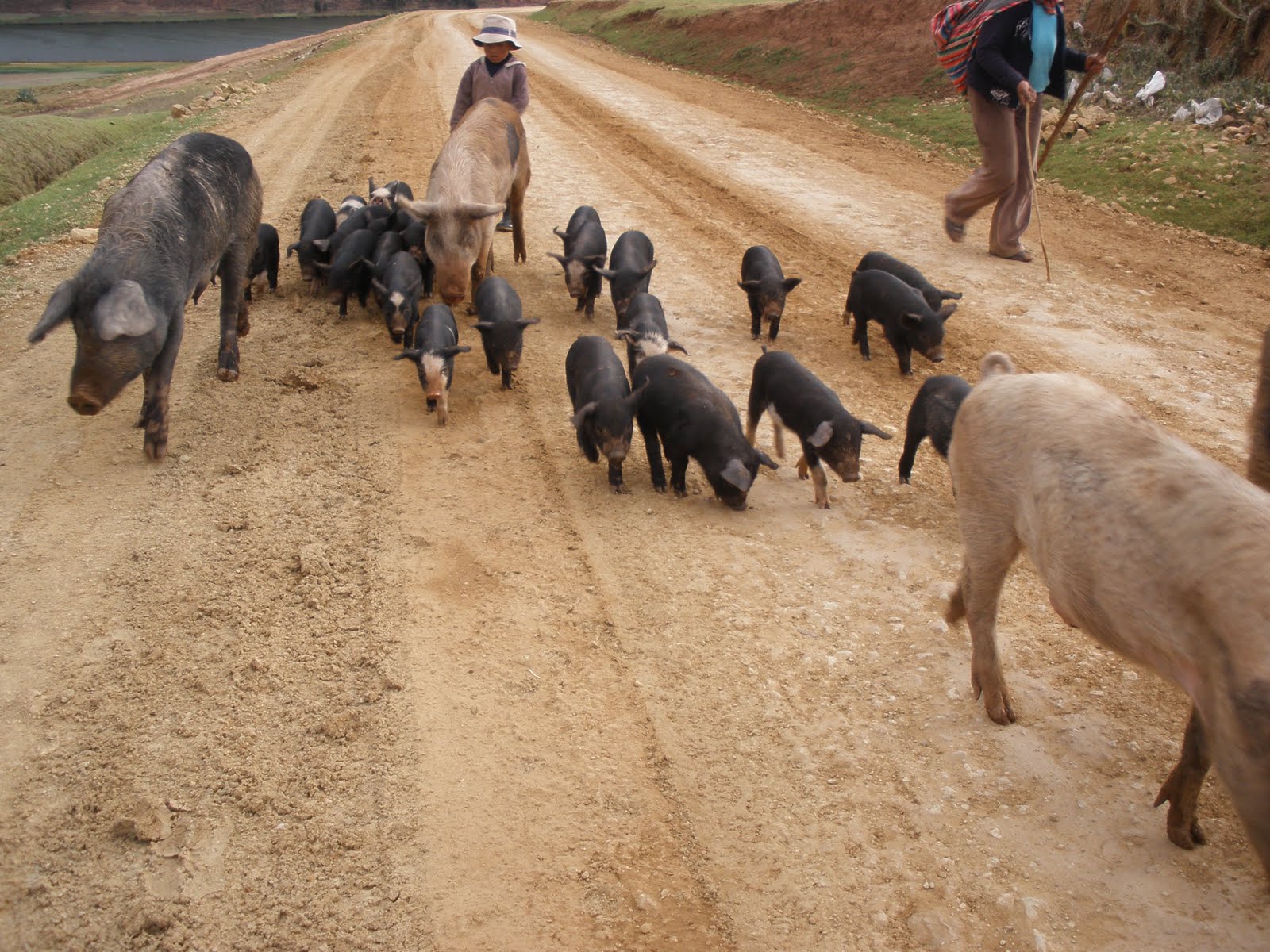 El Trotamudo tartamundos: marranos