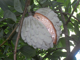 Educativo.com.mx: El Papause de San Francisco Ixhuatán, Oaxaca, México