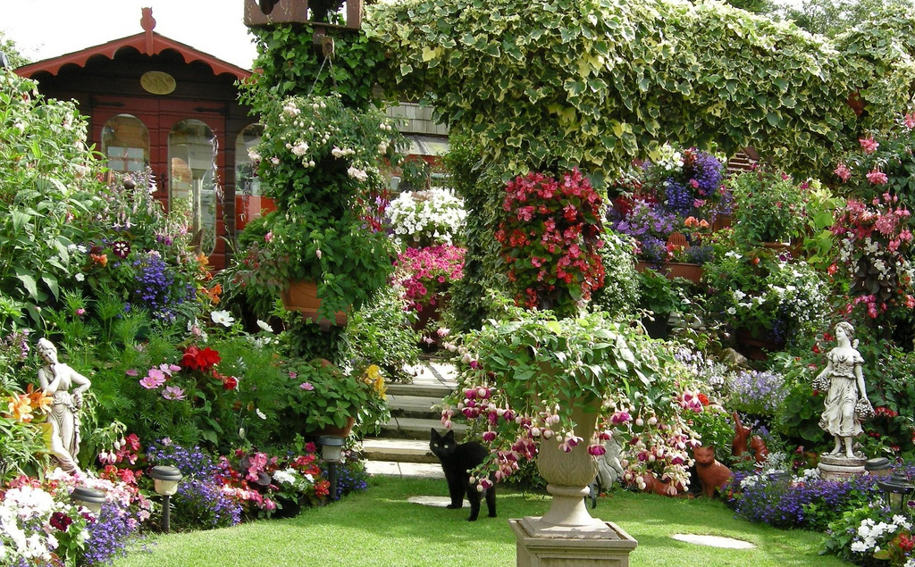 Poze gradina iulie, vara in gradina, gradina de vara