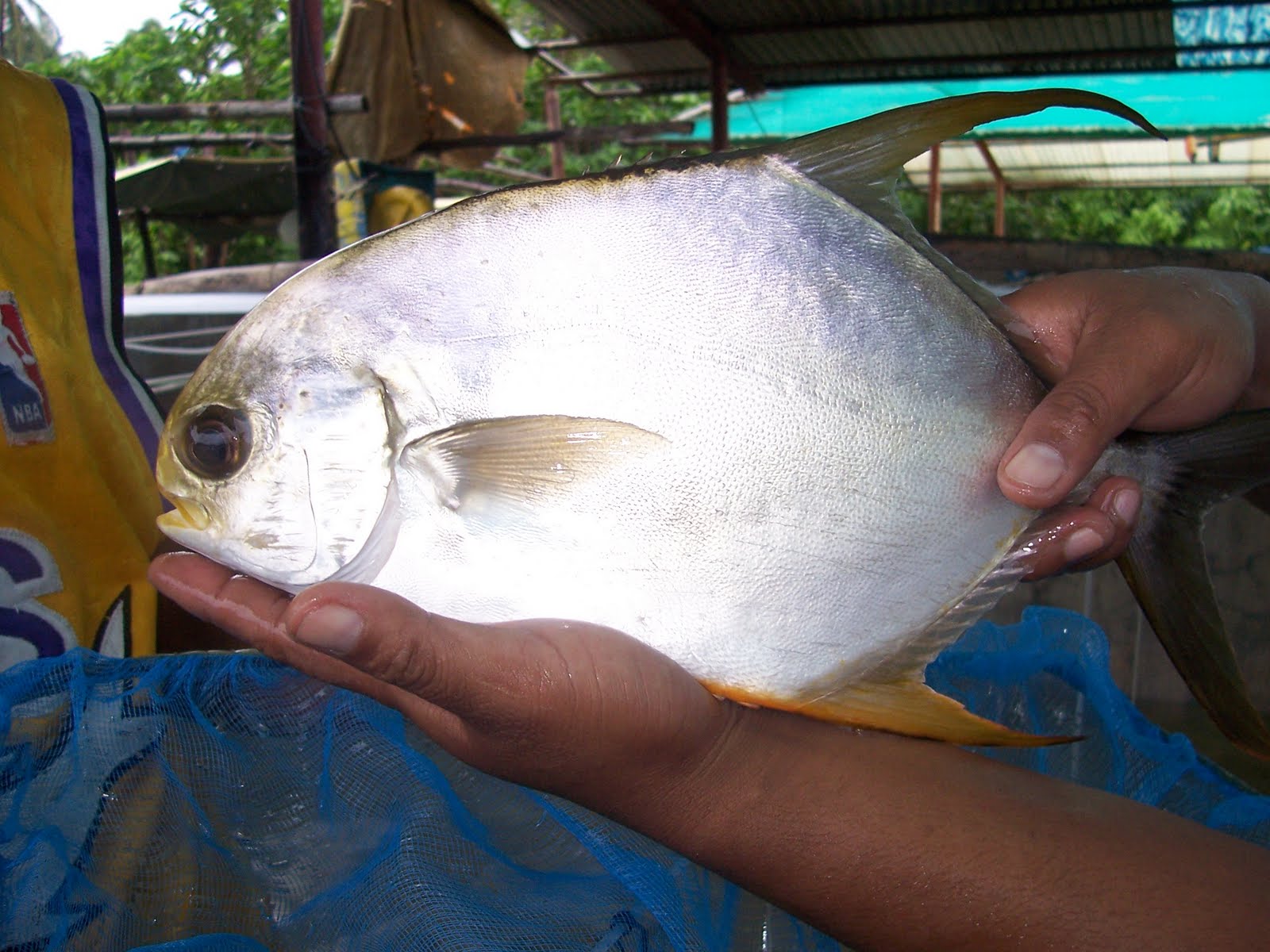PhilAquaculture: Culture of Pompano in Bolinao, Pangasinan