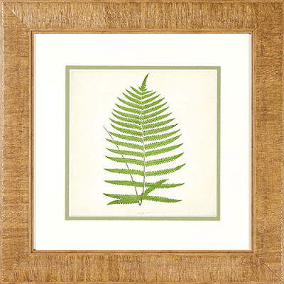 ~fern frenzy~ - My Sweet Savannah