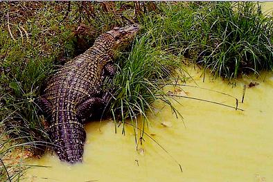 MES MISSIONS ET SEJOURS EN GUYANE: FAUNE DE LA GUYANE