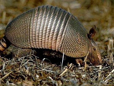 MES MISSIONS ET SEJOURS EN GUYANE: FAUNE DE LA GUYANE