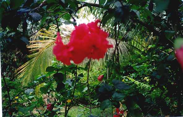 MES MISSIONS ET SEJOURS EN GUYANE: FLORE DE LA GUYANE