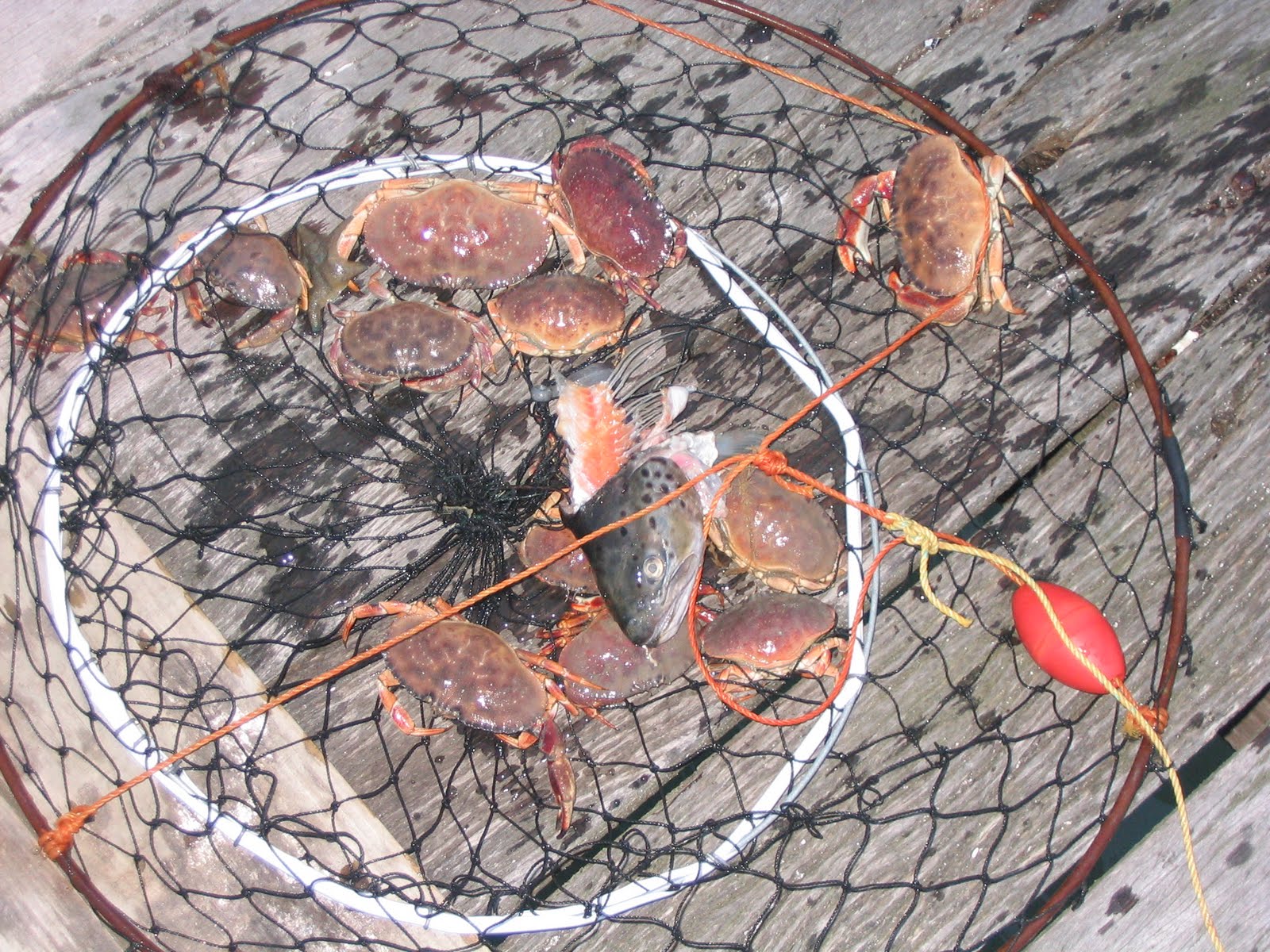 Wild-Foods-NZ: Winter- a great time to go ring potting for pie crust crabs