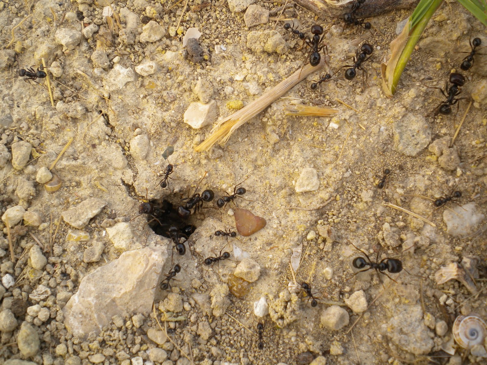 mahesephotos: Formigueiro...