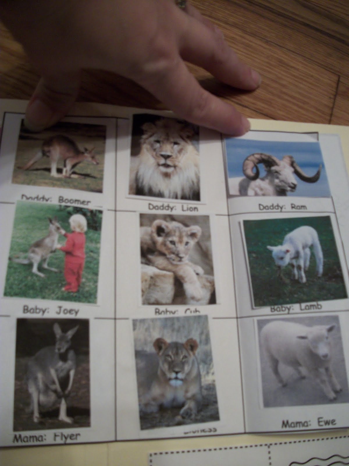 This is the Kangaroo mini-book: