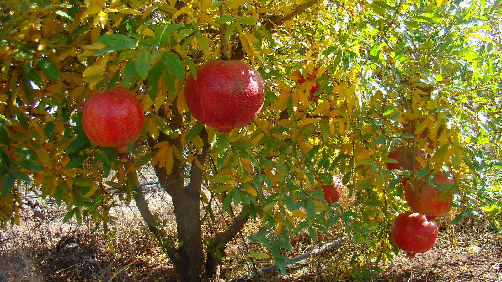 PazzaPazza: MESSENGERS OF AUTUMN IN ISRAEL