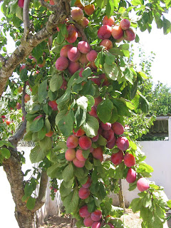 Galhos & Bugalhos: Abrunhos