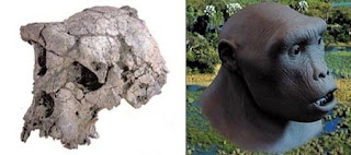 What it means to be a human: Sahelanthropus tchadensis