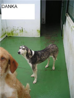 Adopta un ser especial*Buk*: Perros en perrera de Mérida 2º parte