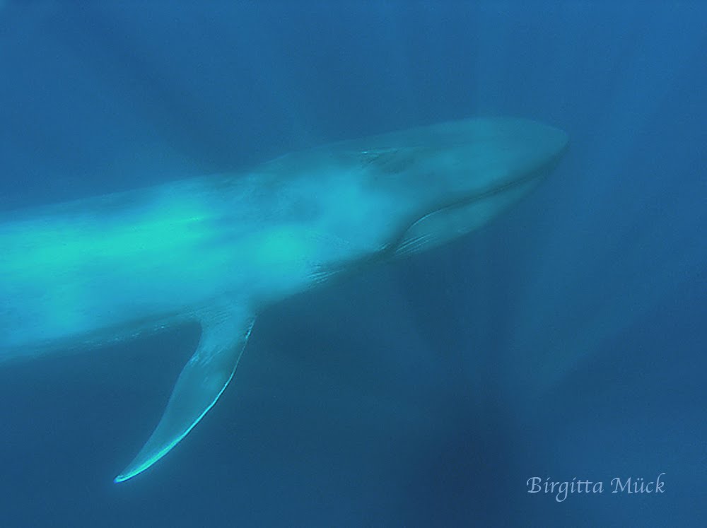 Film Foto Äventyr: Valar