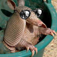 armadillos