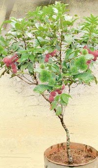 Fresh Fruits: How to Plant "Rambutan" in Pots