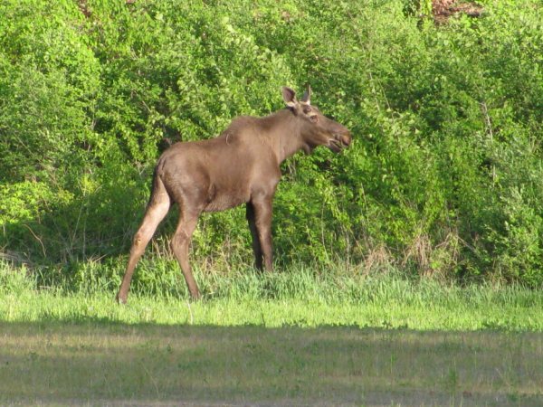 Adirondack Chamber Blog: A Moose on the loose in the Adirondacks