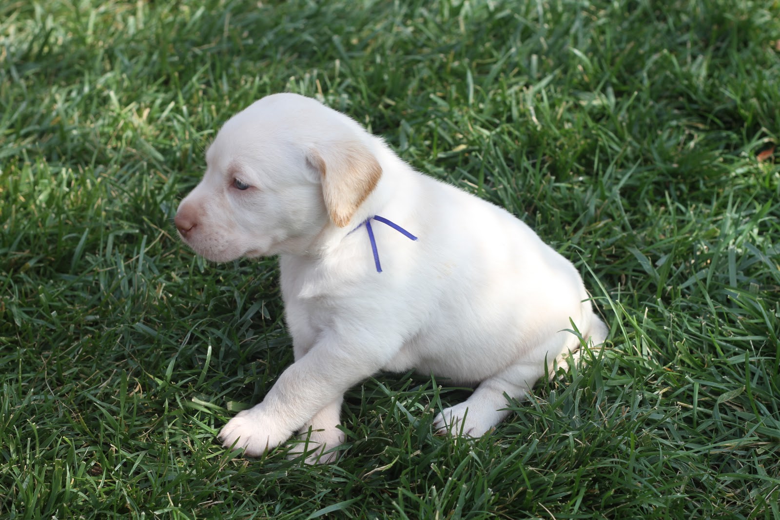 The Shupeville Zoo: Four week old pictures