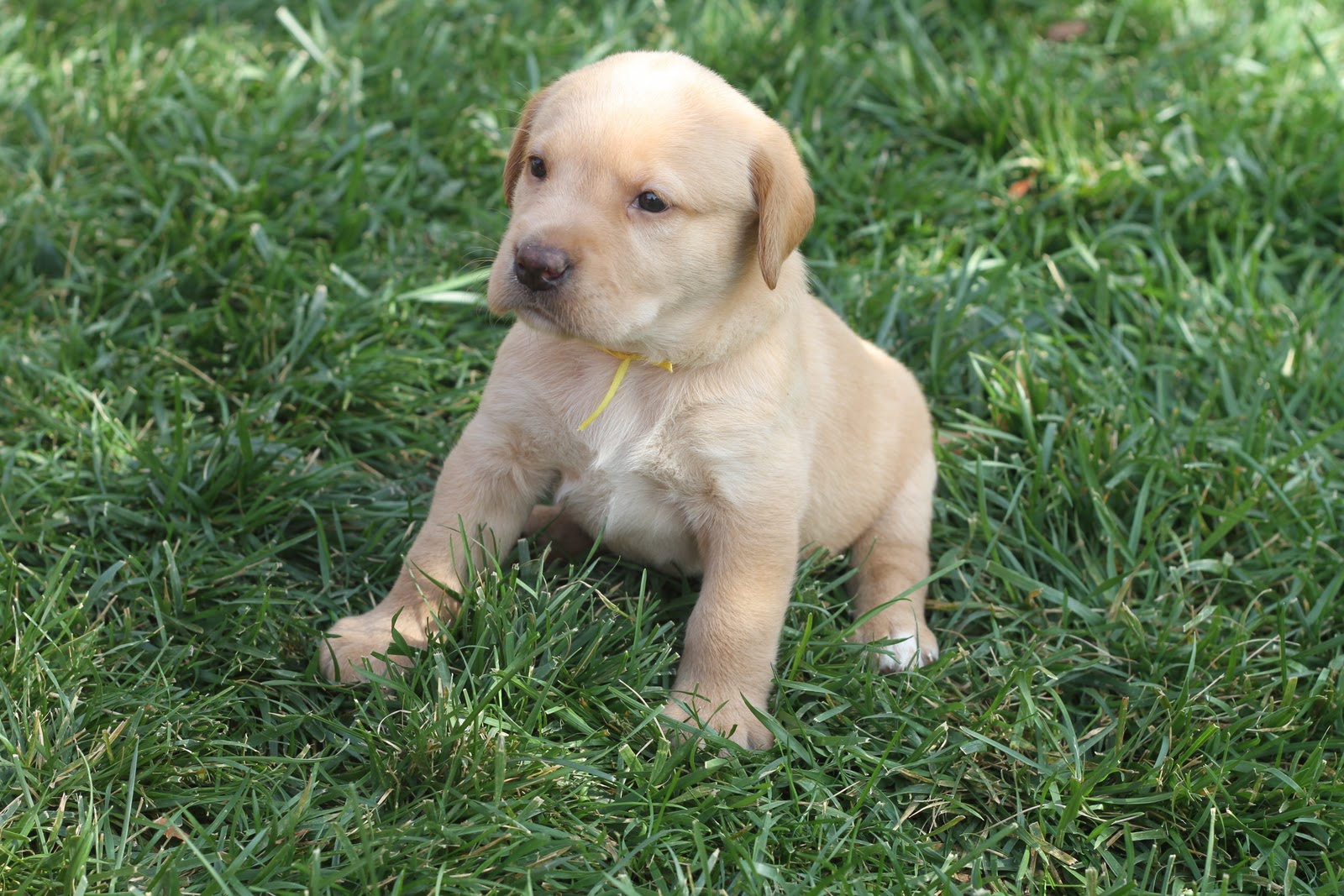 The Shupeville Zoo: Four week old pictures