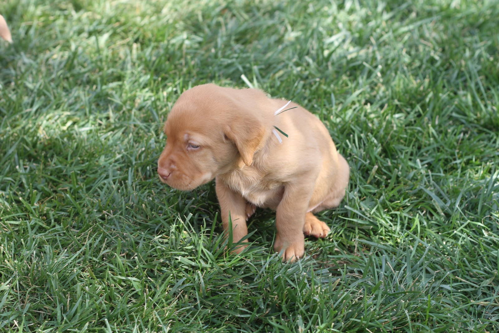 The Shupeville Zoo: Four week old pictures