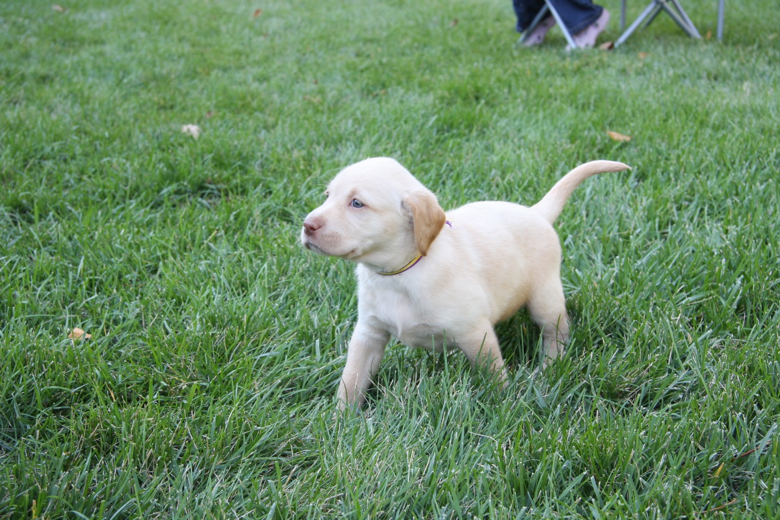 The Shupeville Zoo: Five Weeks and Feisty